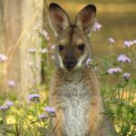 Byron Bay Wildlife Safari - Why This Tour Is Worth Considering