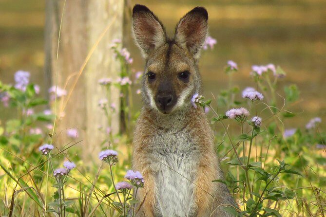 Byron Bay Wildlife Safari - Why This Tour Is Worth Considering