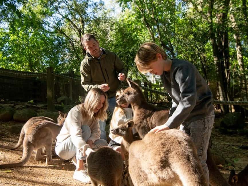 Byron Bay Wildlife Sanctuary Entry Ticket - The Experience: How It Feels and What It Means