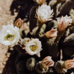 Cactus Country: Entry Ticket - Photography and Instagram Moments