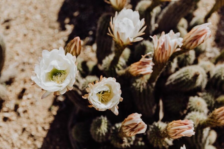 Cactus Country: Entry Ticket - Photography and Instagram Moments