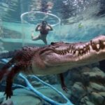 "Cage Of Death" Crocodile Swim and Entry to Crocosaurus Cove - The Crocosaurus Cove Setting