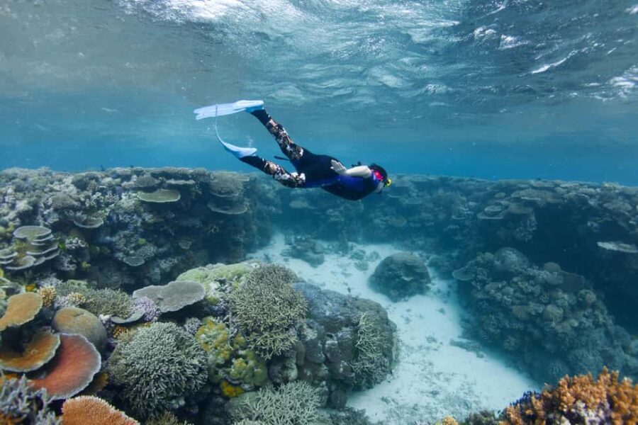 Cairns: All-Inclusive Great Barrier Reef Half-Day Snorkeling - Real-World Insights from Travelers
