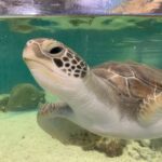 Cairns: Aquarium Entry Ticket and Turtle Rehabilitation Tour - The Turtle Rehabilitation Center: A Heartfelt Experience