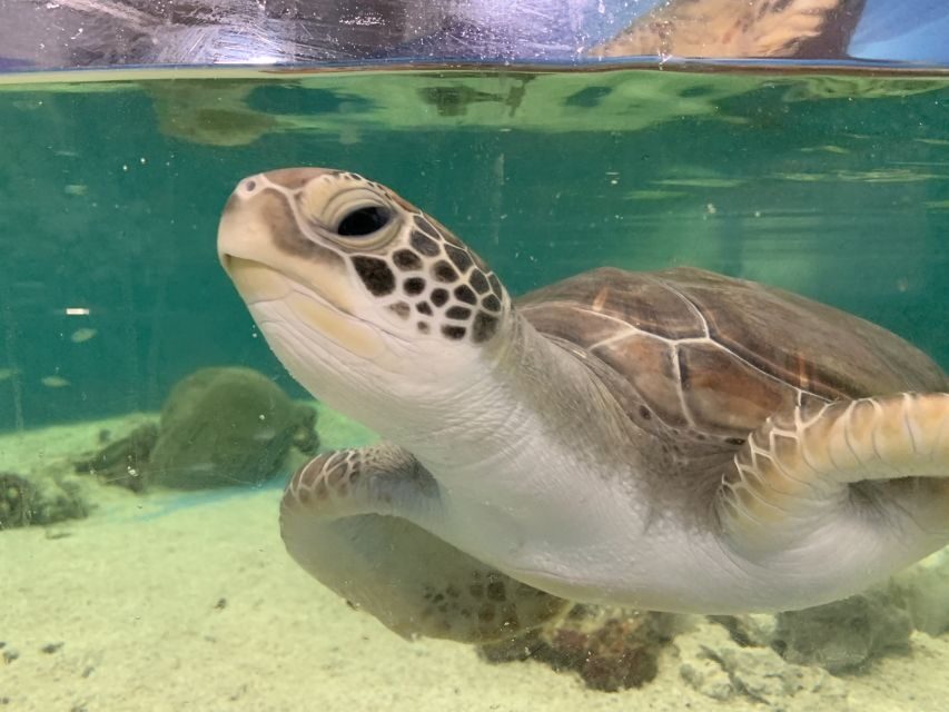 Cairns: Aquarium Entry Ticket and Turtle Rehabilitation Tour - The Turtle Rehabilitation Center: A Heartfelt Experience