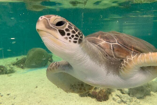Cairns Aquarium Marine Life Encounter Ticket - The Feeding Experiences: Close Encounters with Marine Life
