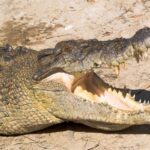 Cairns: Daintree, Mossman Gorge, & Cape Tribulation Day Trip - Lunch in the Heart of the Rainforest