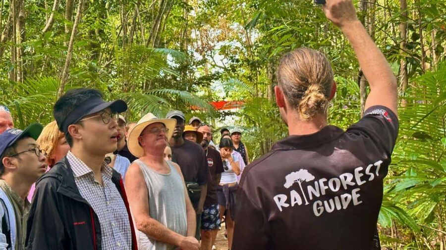 Cairns: Daintree Rainforest and Mossman Gorge Tour - Detailed Breakdown of the Tour Experience