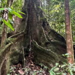 Cairns: Daintree River Cruise and Mossman Gorge - Detailed Breakdown of the Itinerary