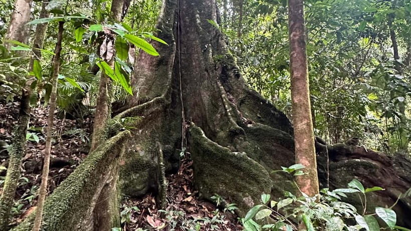 Cairns: Daintree River Cruise and Mossman Gorge - Detailed Breakdown of the Itinerary
