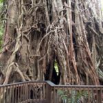 Cairns: Forest and Waterfalls Half-Day 4WD Guided Adventure - The Practicalities: What’s Included and What to Know