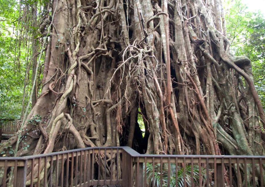 Cairns: Forest and Waterfalls Half-Day 4WD Guided Adventure - The Practicalities: What’s Included and What to Know