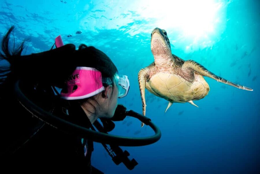 Cairns: Great Barrier Reef 3-Day Liveaboard Dive Trip - Why Choose This Trip Over Others?