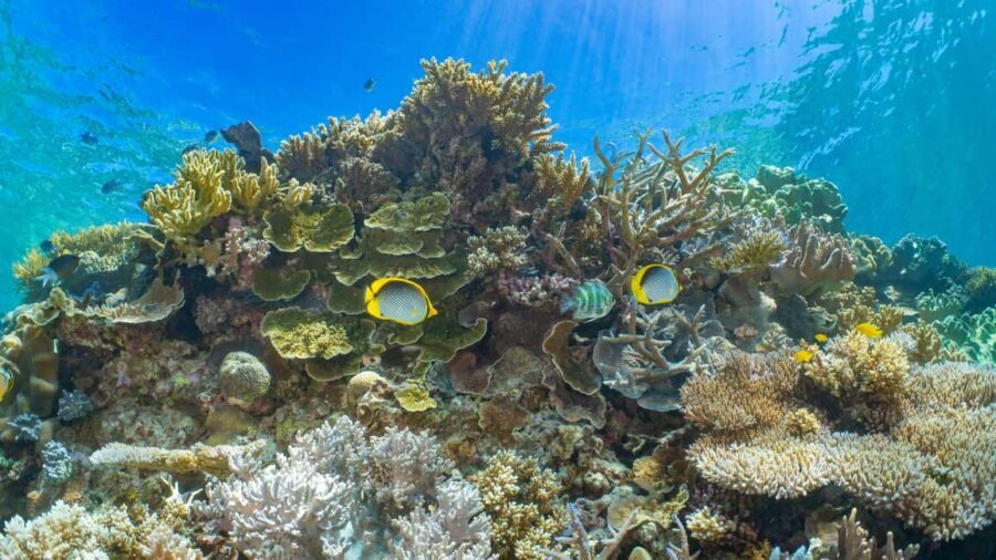Cairns: Great Barrier Reef and Fitzroy Island Boat Tour - What Makes This Tour Stand Out