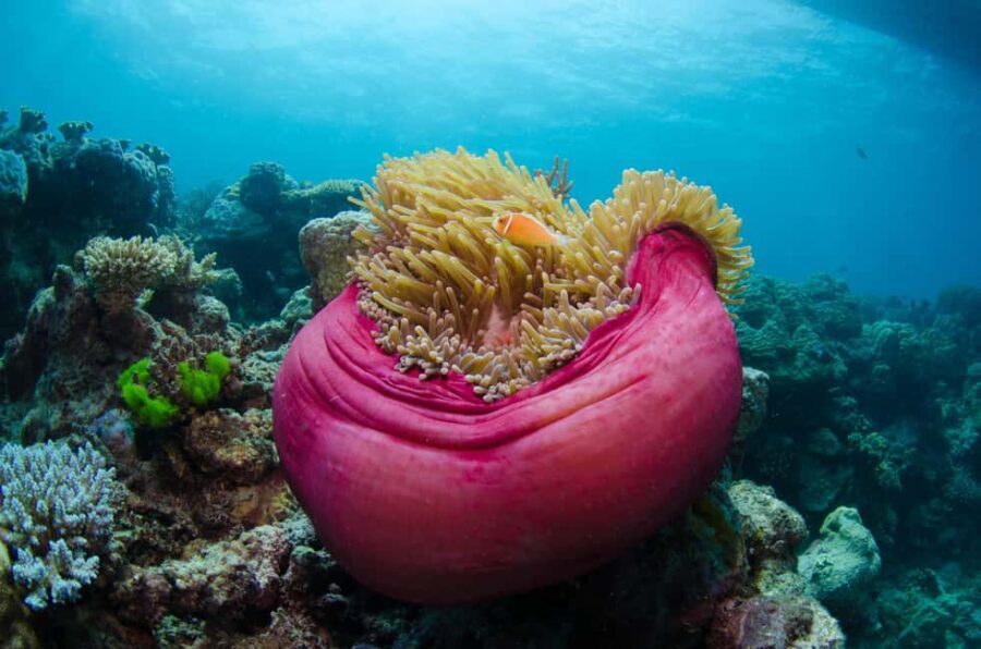 Cairns: Great Barrier Reef Overnight Snorkeling Boat Trip - Exploring the Itinerary