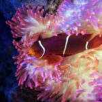 Cairns: Guided Twilight Tour of the Aquarium - Why This Tour Works Well