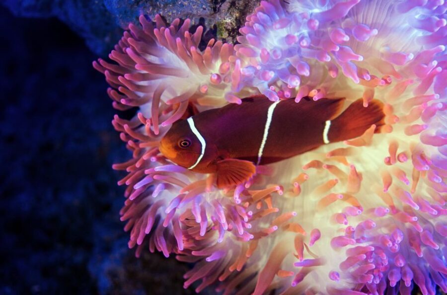 Cairns: Guided Twilight Tour of the Aquarium - Why This Tour Works Well