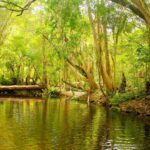 Cairns: Half-Day 4WD Rainforest & Waterfall Tour - What Makes This Tour Stand Out