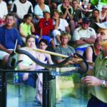 Cairns: Hartley's Crocodile Adventures Visit with Transfer - The Animals and Shows: What You’ll See and Learn