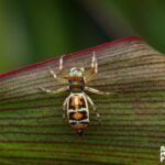Cairns: Insect Photography Tour of Cairns Botanic Gardens - Final Thoughts: Is This Tour Worth It?