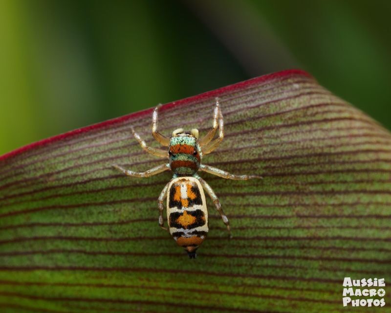 Cairns: Insect Photography Tour of Cairns Botanic Gardens - Final Thoughts: Is This Tour Worth It?