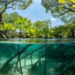 Cairns: Koalas and Creatures Entry Ticket - Who Should Consider This Tour?