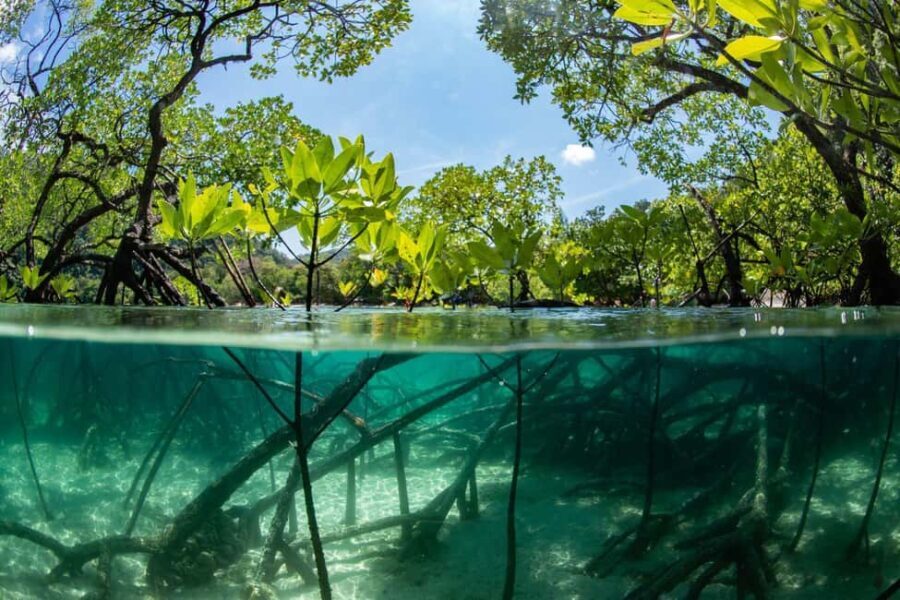 Cairns: Koalas and Creatures Entry Ticket - Who Should Consider This Tour?