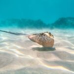 Cairns: Outer and Coral Cay Snorkel and Dive Cruise - Practical Details: What You Need to Know