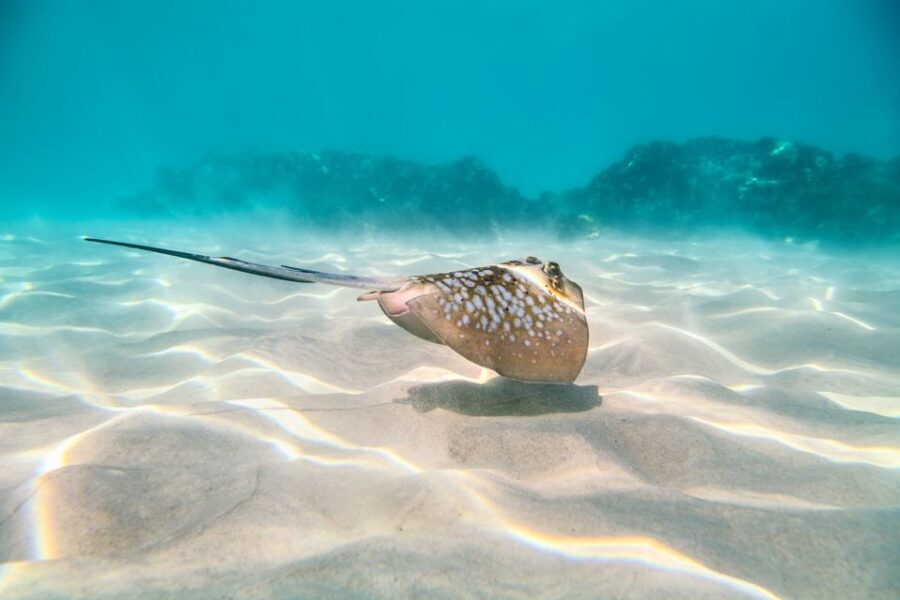 Cairns: Outer and Coral Cay Snorkel and Dive Cruise - Practical Details: What You Need to Know
