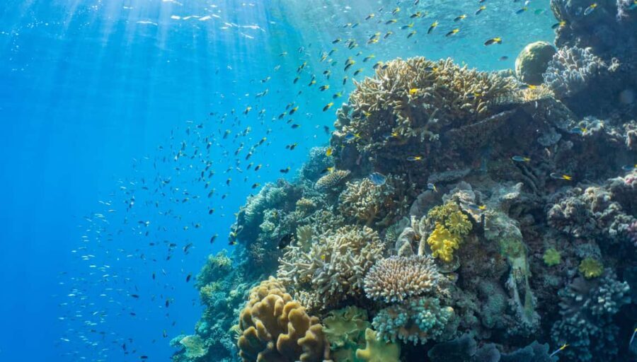 Cairns: Outer Great Barrier Reef Pontoon with Activities - The Itinerary and What Makes Each Part Special