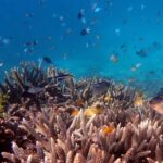 Cairns: Outer Reef Snorkel & Dunk Island Small Group Tour - What Makes This Tour Stand Out