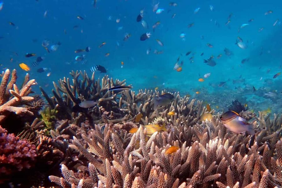 Cairns: Outer Reef Snorkel & Dunk Island Small Group Tour - What Makes This Tour Stand Out
