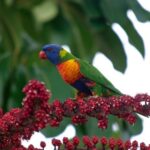 Cairns Reef/Rainforest : Daintree Rainforest & Great Barrier Reef - Value and Experience