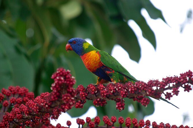 Cairns Reef/Rainforest : Daintree Rainforest & Great Barrier Reef - Value and Experience