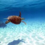 Cairns: Sailing Catamaran Great Barrier Reef Full Day Tour - A Stop at Michaelmas Cay: Natures Sanctuary