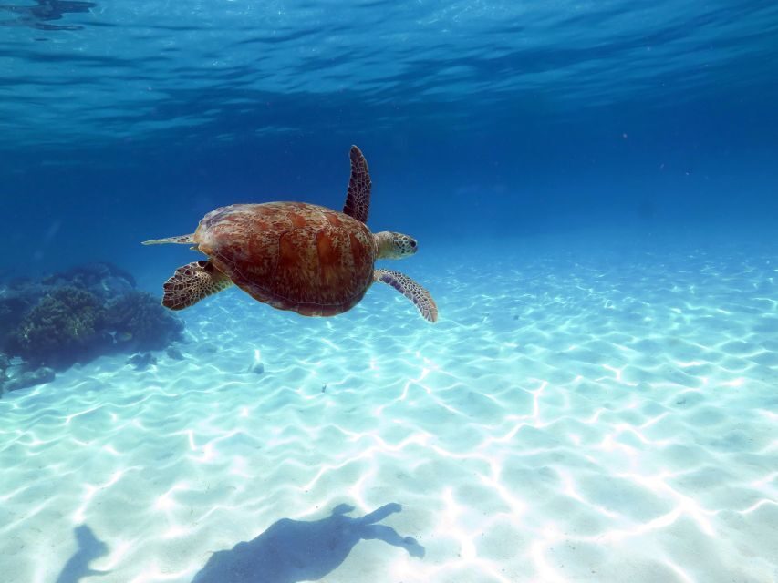 Cairns: Sailing Catamaran Great Barrier Reef Full Day Tour - A Stop at Michaelmas Cay: Natures Sanctuary