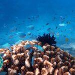 Cairns: Small Group | Outer Great Barrier Reef Snorkel & Dunk Is. - What Travelers Say