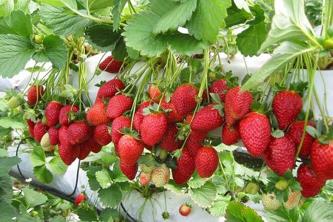 Cameron Highlands Day Trip - Assessing the Value: Is It Worth It?