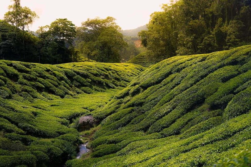 Cameron Highlands Tour - Who Will Love This Tour?