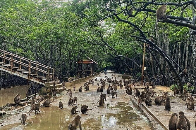 Can Gio Mangrove Forest Island Private Tour From Ho Chi Minh City - Exploring Can Gio Mangrove Forest on a Practical Level