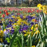 Canberra Floriade Tour - What You Get and What You Don’t