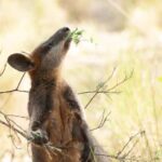 Canberra: Nature Tour with Lunch - Final Thoughts — Is This Tour Worth It?
