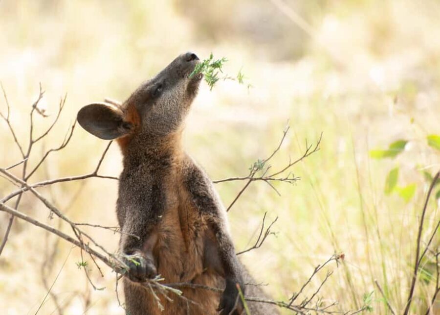 Canberra: Nature Tour with Lunch - Final Thoughts — Is This Tour Worth It?