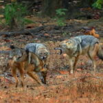 Canter Safari: Skip-the-line Entry Ranthambore Tiger Reserve - Who Should Consider This Tour?