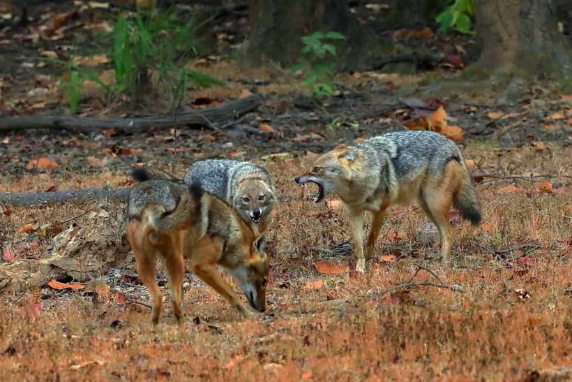 Canter Safari: Skip-the-line Entry Ranthambore Tiger Reserve - Who Should Consider This Tour?