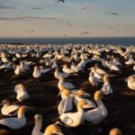 Cape Kidnappers: Gannet Colony Exclusive Sunrise Tour - The Value of This Tour