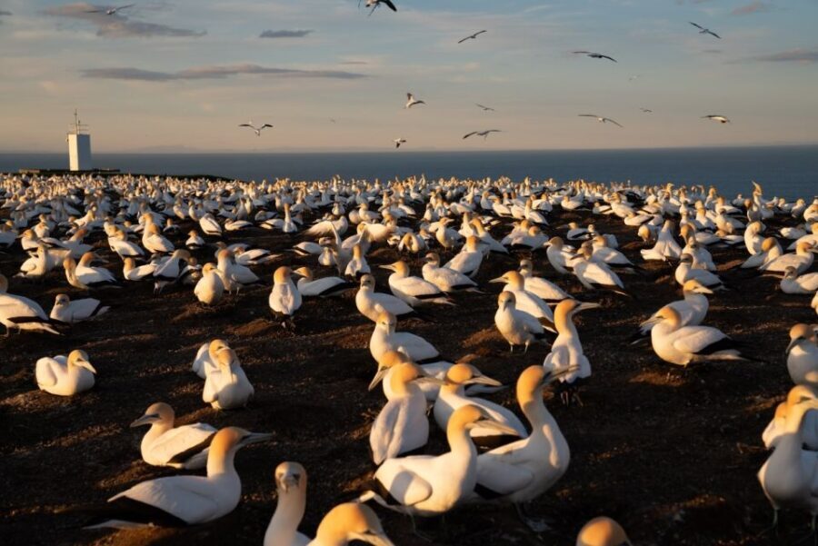 Cape Kidnappers: Gannet Colony Exclusive Sunrise Tour - The Value of This Tour