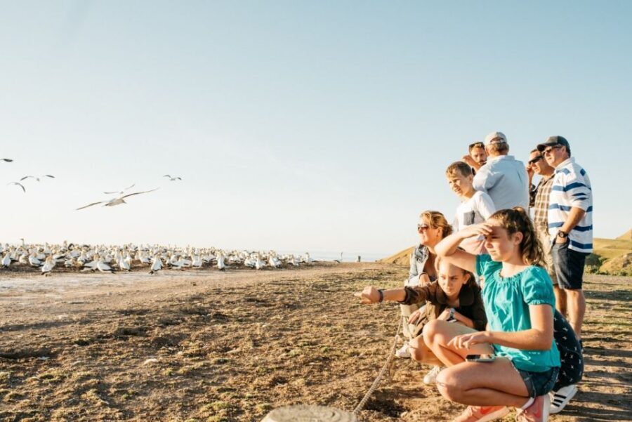 Cape Kidnappers Gannet Colony Private Tour - The Value and Who This Tour Is For