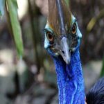 Cape Tribulation and Daintree Wilderness Day Tour in Cairns - The Value and Who It’s For