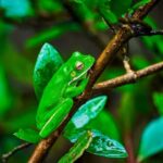 Cape Tribulation: Daintree Rainforest Night Walk Tour - Final Thoughts